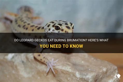 Do Leopard Geckos Eat During Brumation? Here's What You Need To Know | PetShun