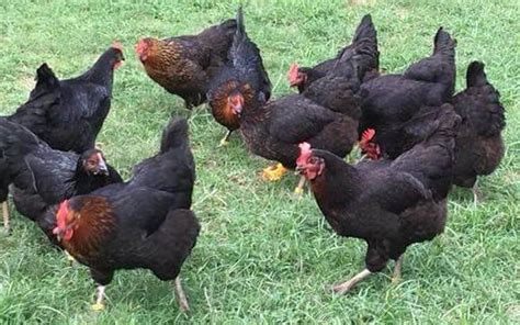 Black Sex Link Chicks Female Strombergs Chicks And Game Birds