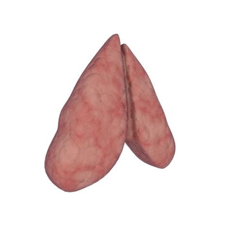 3d Thymus Medical Model