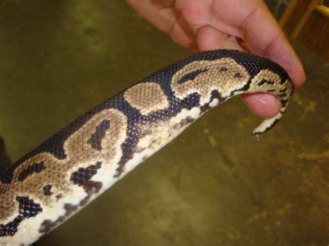 Wild Things The Only Gypsy Ball Python For Sale