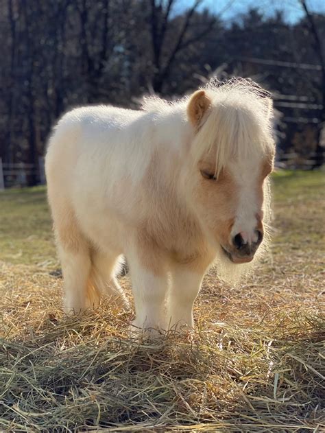 Teacup Horse Miniature Horses A Perfectly Proportioned And