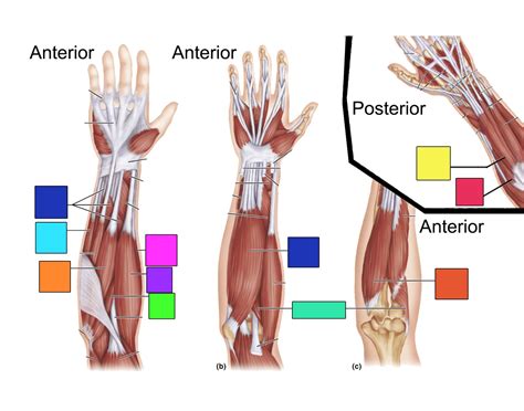 Forearm Muscles Flexors And Extensors Quiz