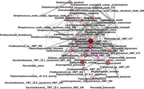 Network analysis of bacterial co‐occurrence in periodontitis‐associated... | Download Scientific ...