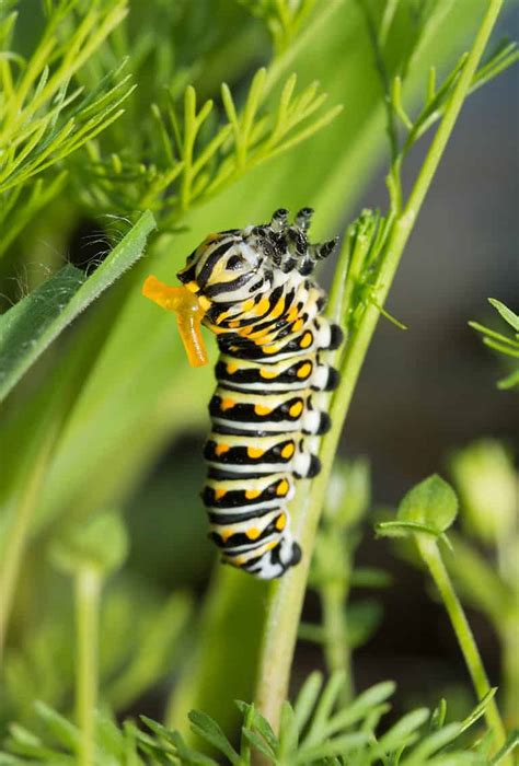 Caterpillar Animal Facts Lepidoptera A Z Animals