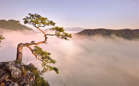 Tree On Top Of The Cliff Wallpaper Nature Wallpapers