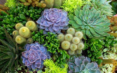 Desktop Succulents Wallpapers Wallpaper Cave