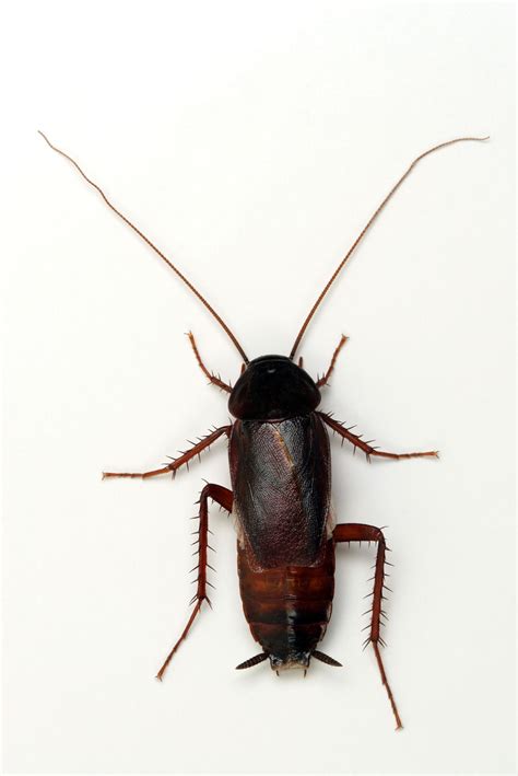 Turkestan Roaches How To Get Rid Of Them