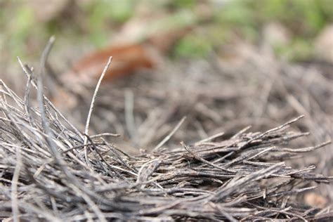 Nest Trunk Tree Free Photo On Pixabay