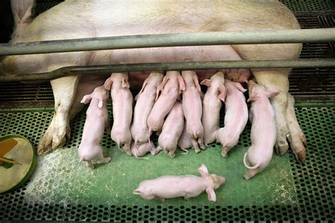 Why Is It Important To Shorten Farrowing Time