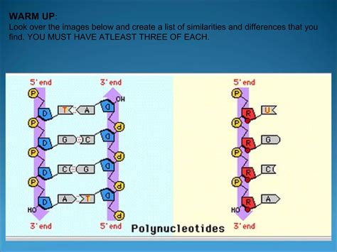 Structure Of Dna And Rna PPT