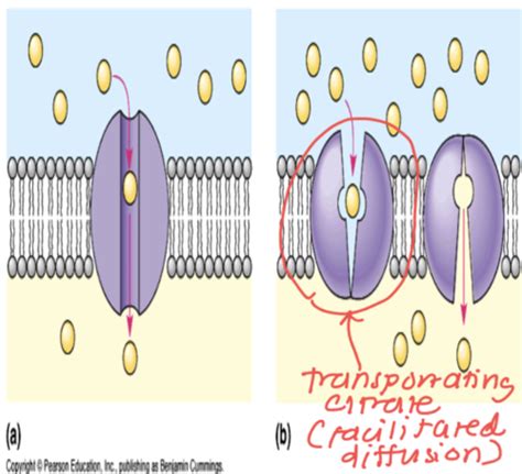 5 9 Citrate Flashcards Quizlet