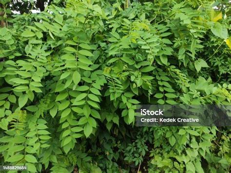 Pohon Gamal Atau Tanaman Gamal Atau Gliricidia Sepium Dengan Daun Hijau