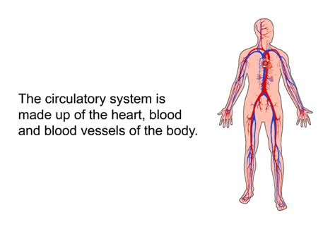 Circulatory System Animation 