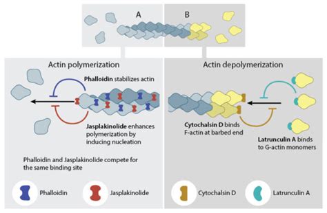 What Factors Influence Actin Filament Length And Treadmilling