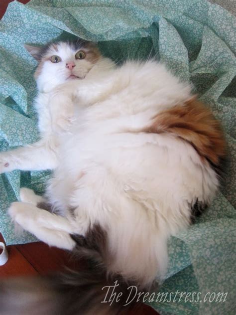 Grumpy Kitty The Dreamstress