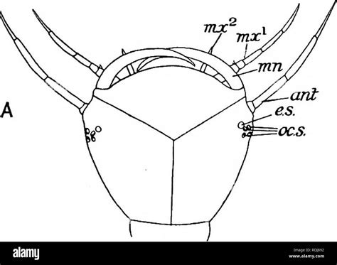 Text Book Of Embryology Embryology Viii Aetheopoda 273 Time The Nuclei And Cytoplasm Of The
