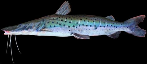 Pseudoplatystoma Corruscans Omni Species