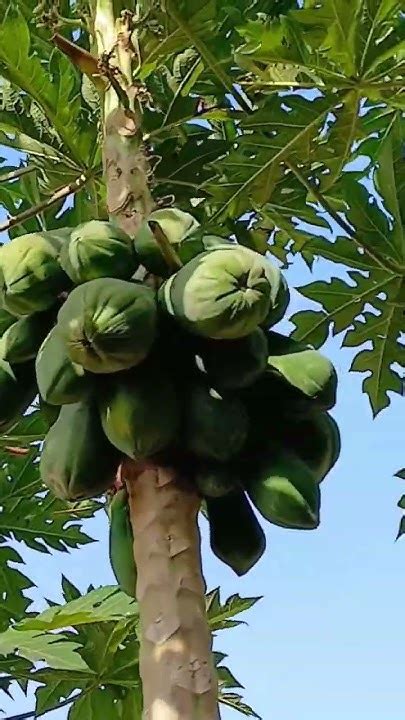 beautiful nature papaya gardening youtube video village gardening