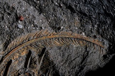 Immaculate Feather Fossil Reveals The Unlikely Preserving Power Of