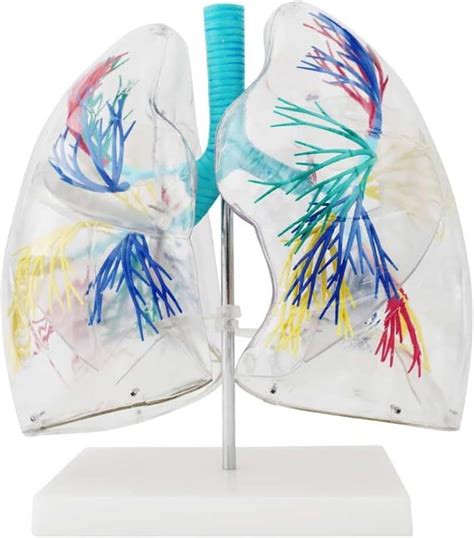 Jp 透明な肺モデル、気管支樹構造と医学部の研究と研究のためのスタンドベースを備えた 3d 透明な肺モデルの解剖学