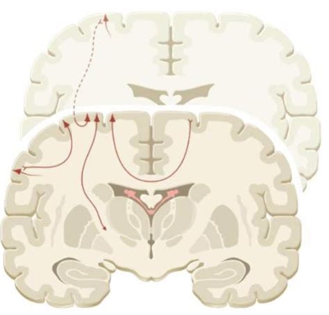 Anatomy And Physiology Of The Neocortex Diagram Quizlet
