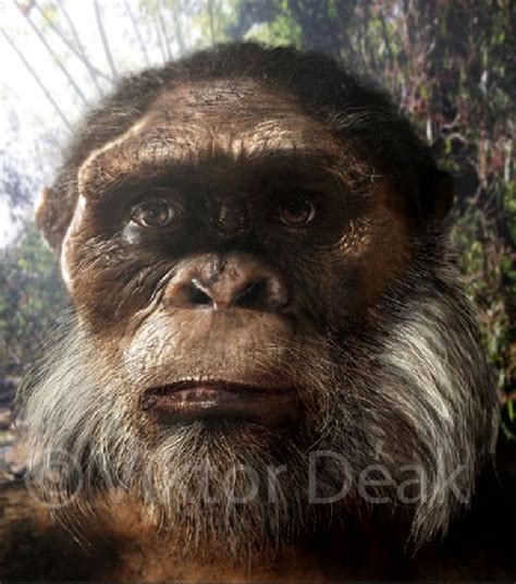 Australopithecus Garhi Bou Vp 12 130 Reconstruction By Viktor Deak Human Evolution
