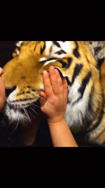 아파도 조금만 참자 백두산호랑이 아기호랑이 호랑이키우기 엄마의사랑 Youtube