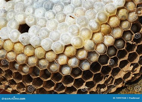 Inside A Wasp Nest Showing Hexagonal Structure And Eggs Stock