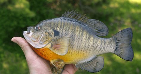 Bluegill Vs Sunfish Key Differences Correct Terminology