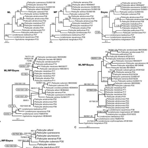 A Maximum Likelihood Ml Maximum Parsimony Mp And Bayesian Trees