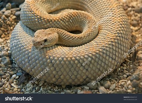A Close Up Shot Snake Python Curled Up In The Ring Stock Photo Shutterstock