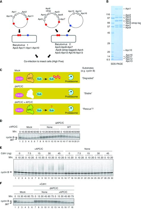 Fig S Multi Subunit APC C Reconstitution And Cell Free APC C Download Scientific Diagram