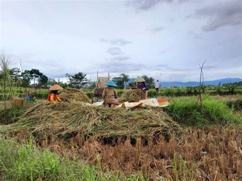 Pemalang Central Java Indonesia April 13 2023 Photo Of A Group Of Farmers Harvesting Rice In