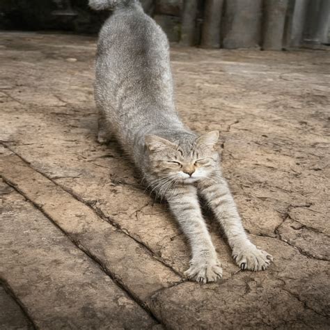 Cat Five New Object Detection Dataset By Cat