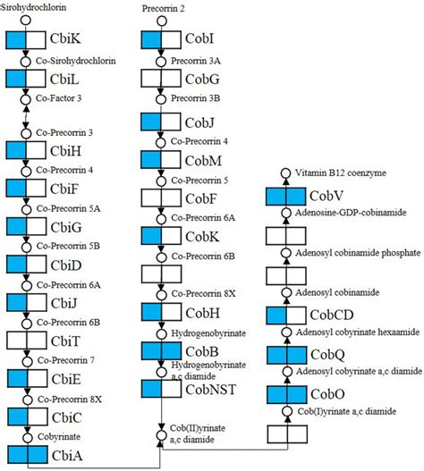 Comparison Of The Vitamin B12 Coenzyme Biosynthesis Pathway In The