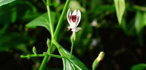 Andrographis Extract For The Immune System Designs For Health