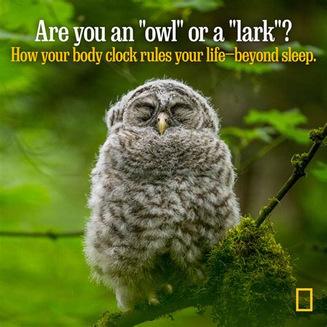 ⏰ The Sleepwake Cycle Is Just Part Of A Much Bigger Picture Of How Our