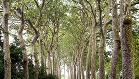How To Prune A Sycamore Tree Garden Guides