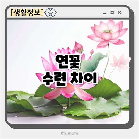 연꽃 꽃말 씨앗 키우기 수련의 차이 특징 수생식물 피는시기 네이버 블로그