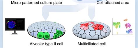 Micro Patterning A New System To Induce Alveolar And Airway Epithelial
