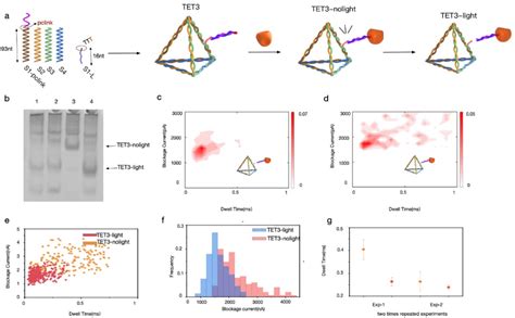 Figure 1 From Dna Scaffold Carrier Assisted Protein Translocation Through Solid State Nanopore