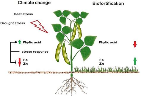 Soybean Plant Diagram