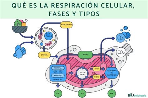 Qué Es La Respiración Celular Fases Y Tipos Resumen