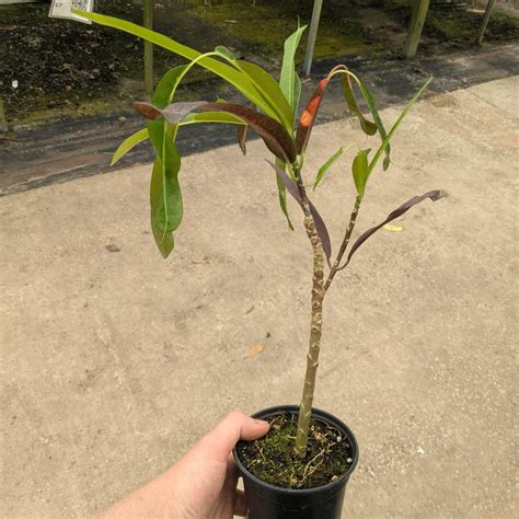Codiaeum Variegatum Red Jester Gabriella Plants