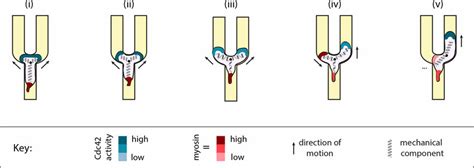 Conceptual Model Of Decision Making In A Symmetric Directional Dilemma