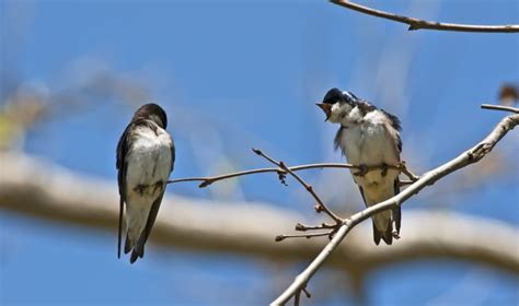 Putting Birds In Their Place On The Tree Of Life Asian Scientist Magazine