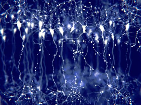 Premium Photo Pyramidal Neurons In The Cerebral Cortex