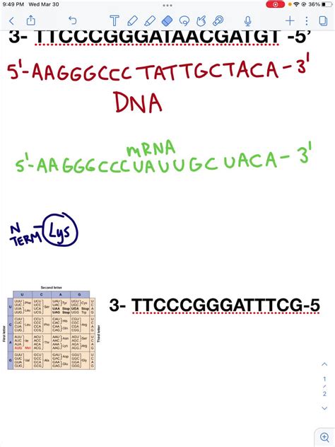 SOLVED: Question 8: The DNA strand that mRNA is built from is called the template strand because ...