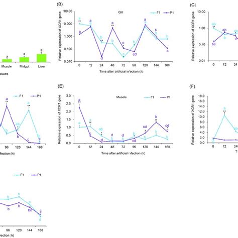Molecular Structure And Evolutionary Relationship Of Grass Carp Xcr1