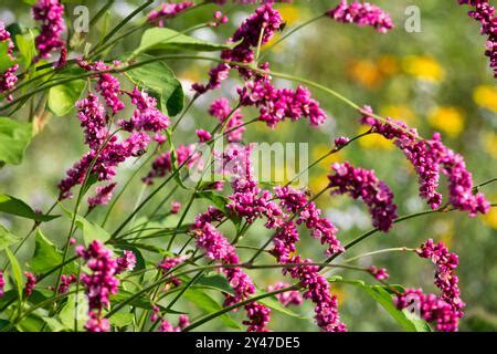 Kiss Me Over The Garden Gate Persicaria Orientalis Plantae Stock